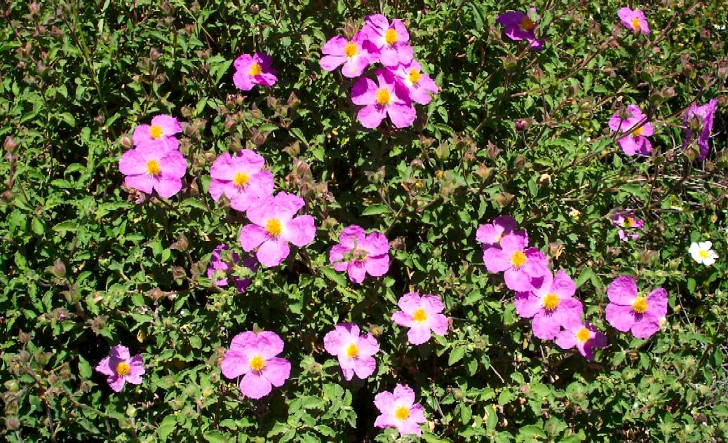 Βοτανόκηπος: Λαδανιά – Κίστος (Cistus creticus)