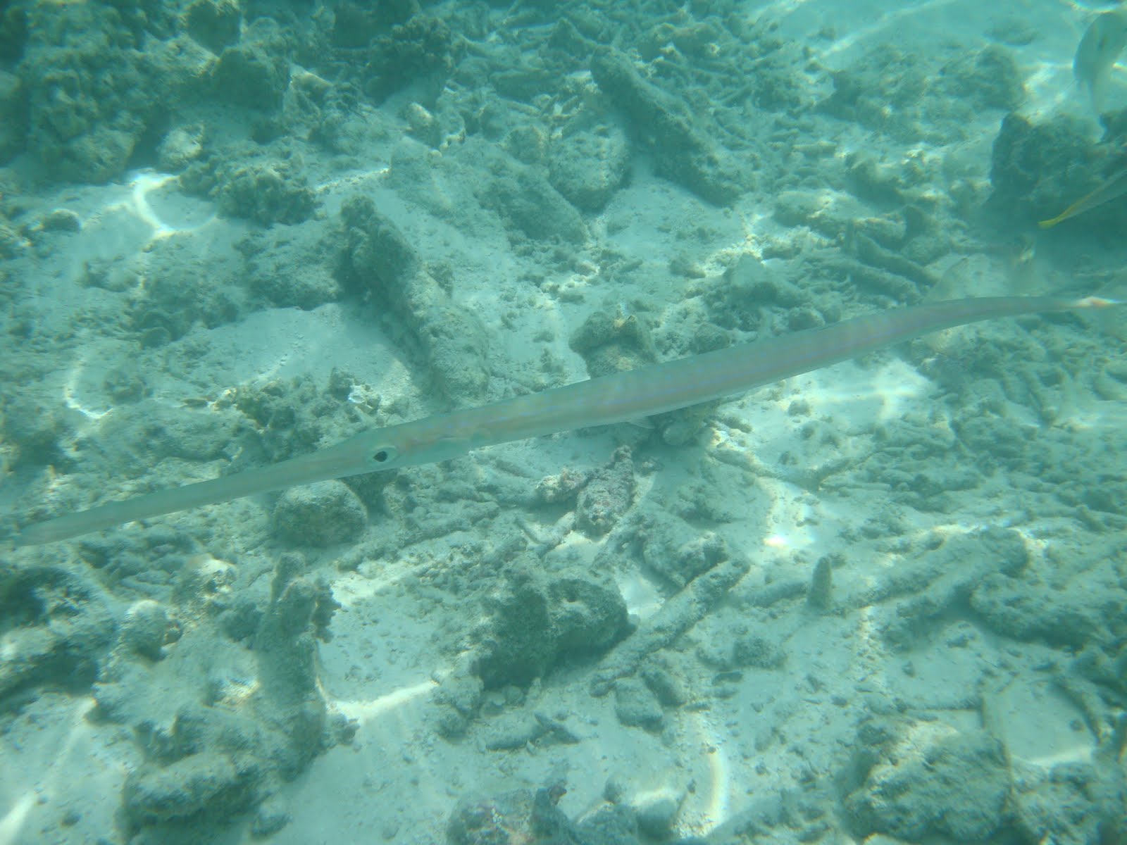 FiSH: Fistularia commersonii (Smooth flutemouth)