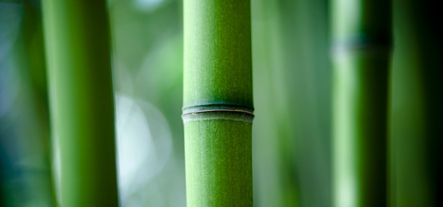 A lição do Bambu Chinês. - Você Invista Sempre