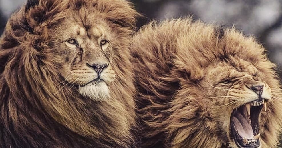 ILUSTRAÇÕES E MENSAGENS: O RUGIDO DO LEÃO