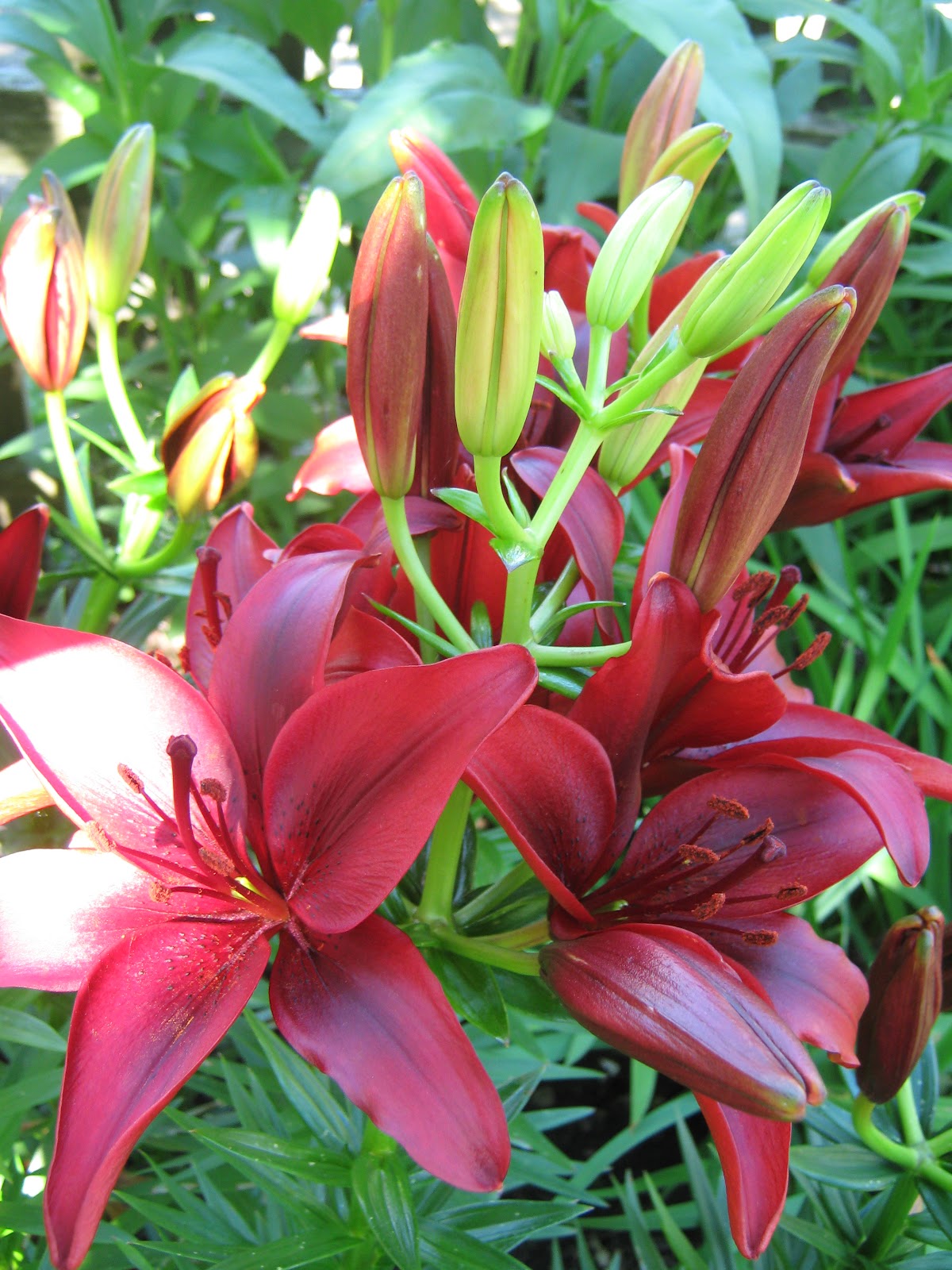 Rindy Mae: The Lilies Are Blooming!