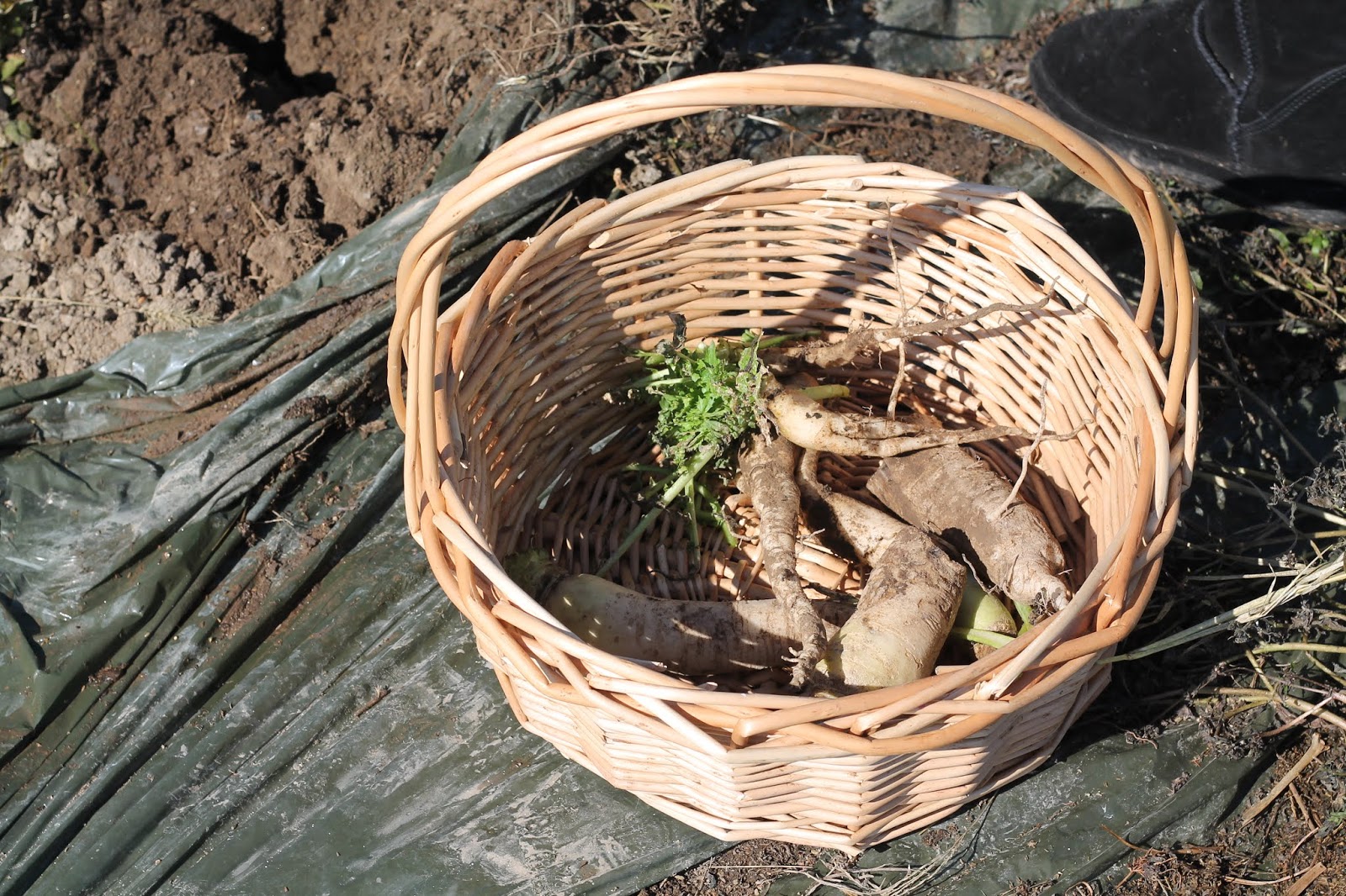 A blog for my mom: 43/52: Fall Garden and Stoic Babies