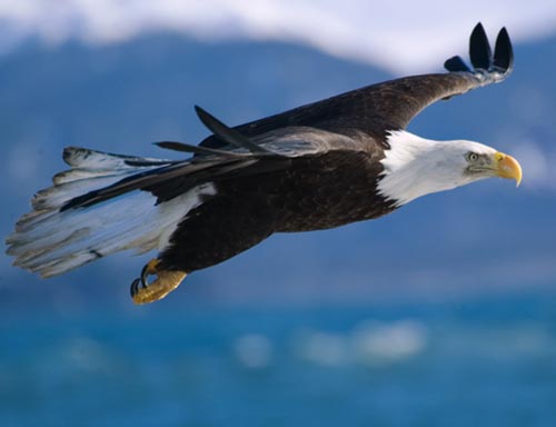 Eagle | Info-Facts and Photos | The Wildlife