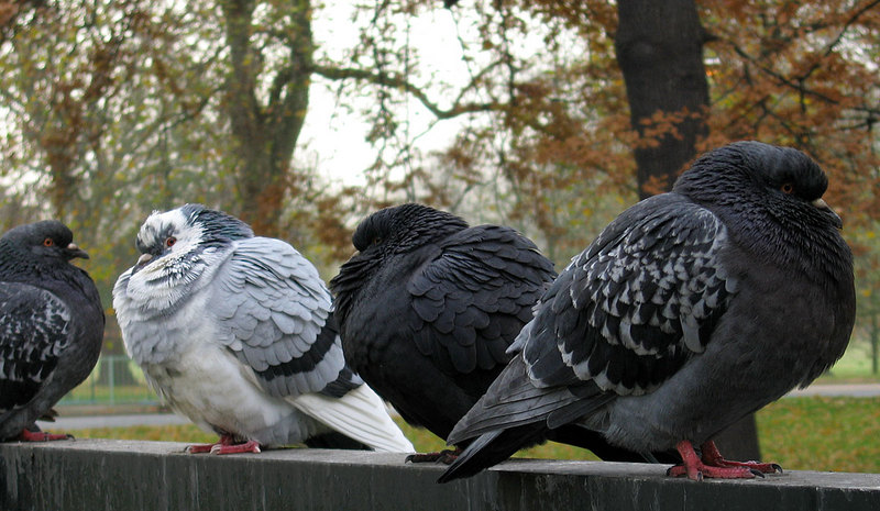 Mis amigas las palomas: Fotos paloma bravía (columba livia, paloma ...