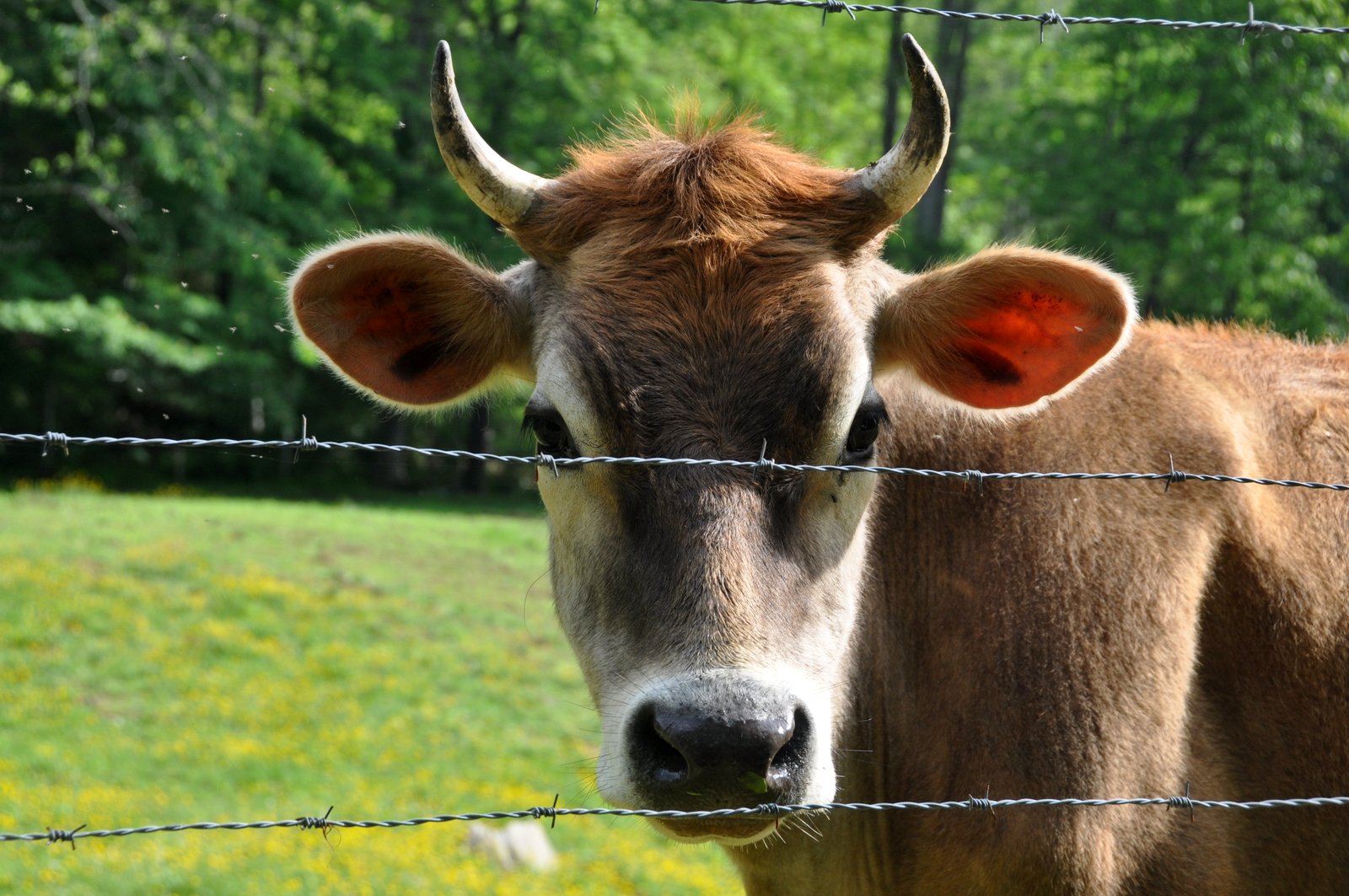 Vicki Lane Mysteries: Muley and Horney Cows