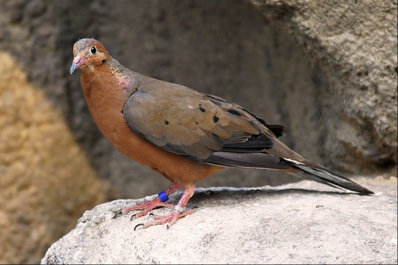 Especies en peligro de extinción: Animales extintos en Mexico.