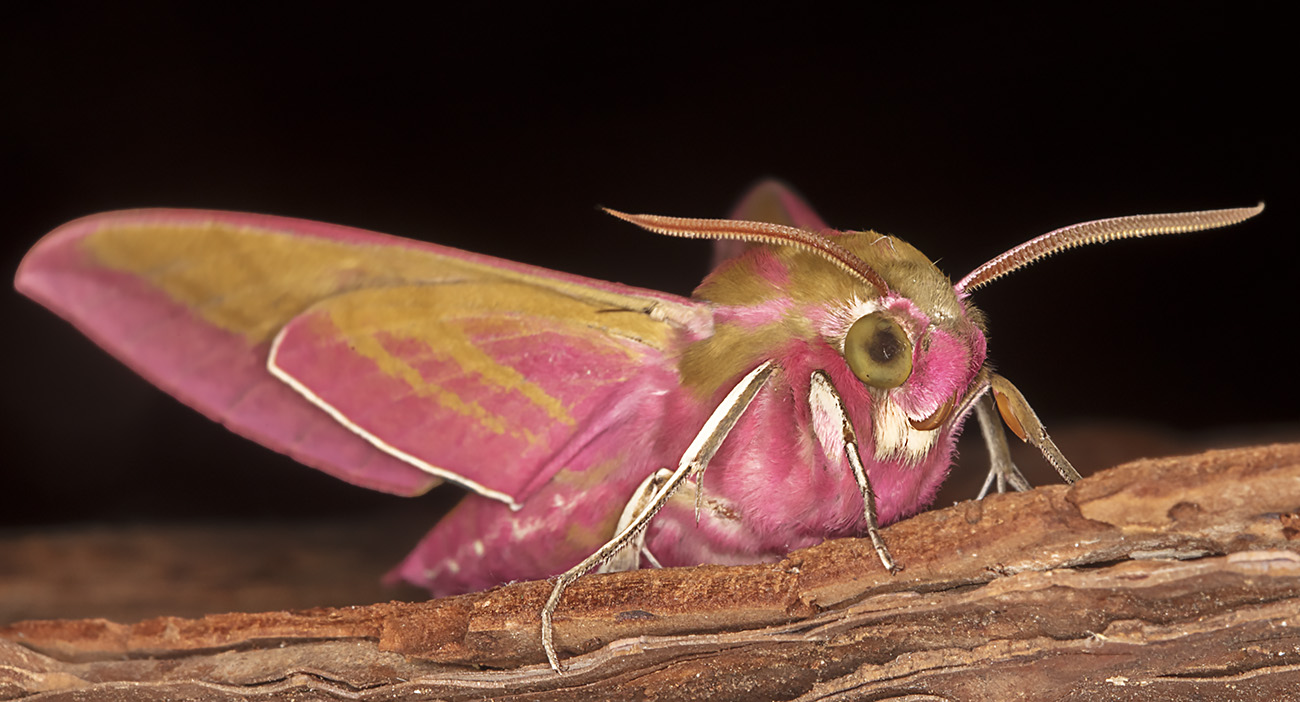Two Hawk-moths | Naturally
