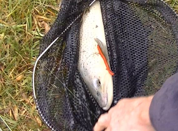 Stubby Steve's- tricked again....: Debut of new Stubby Steve's Fish ...