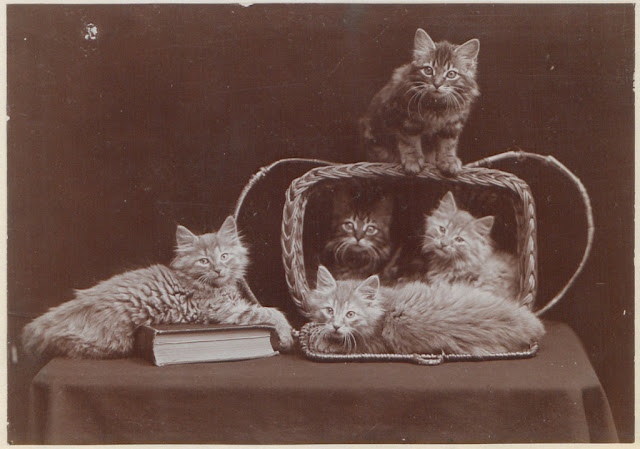 The Cats of Canada: Adorable Vintage Photos of Very, Very Cute Kittens ...