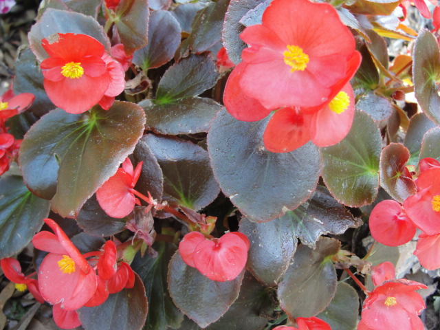 Central Florida Gardener: Changing Over to Summer Annuals