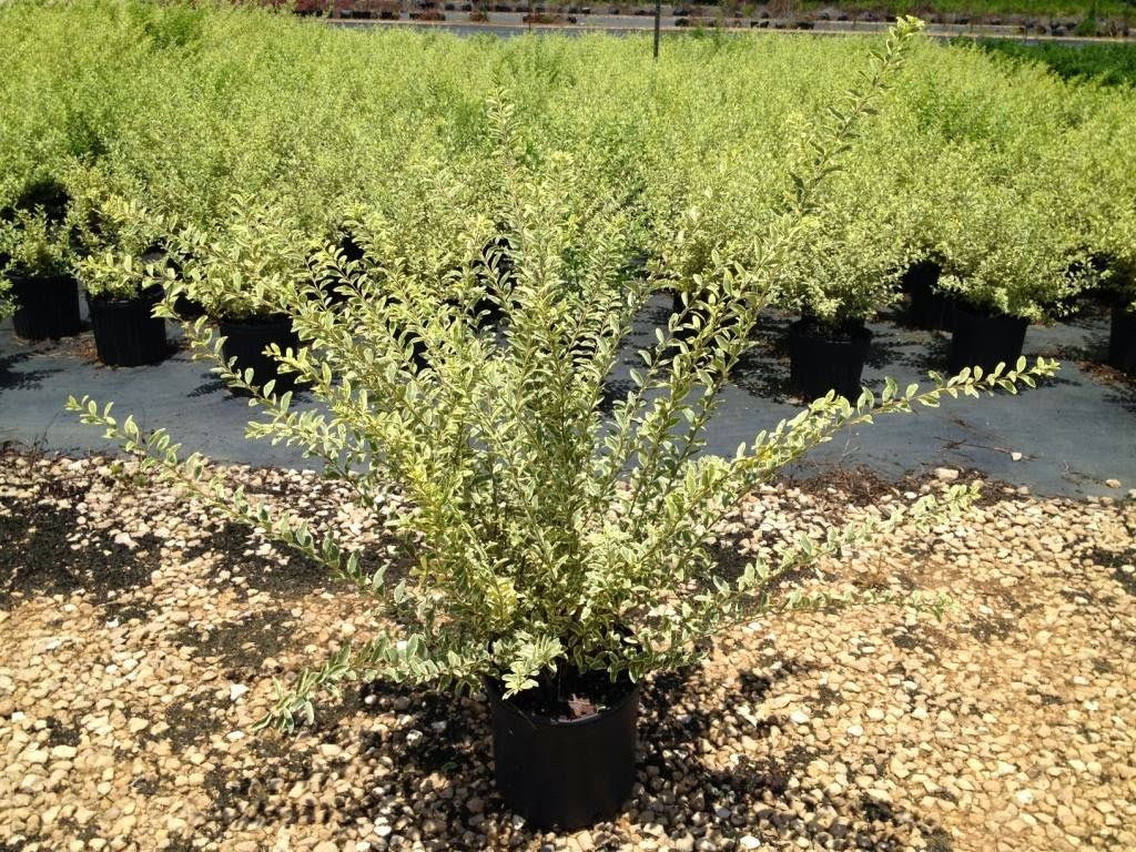 EduPomar: Fruto, Flores, Aromas & Cores: Ligustro - Venda de Ornamentais