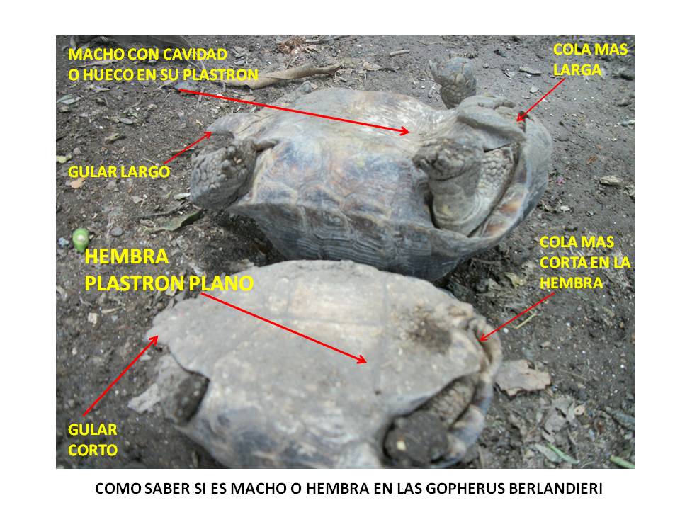 CRIADOR DE LA TORTUGA DE TIERRA,GOPEHRUS BERLANDIERI: COMO SABER EL ...