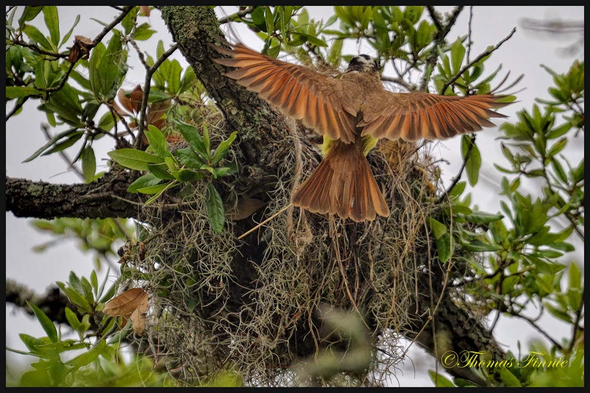 Thomas Finnie Photography: GREAT KISKADEES IN LOUISIANA