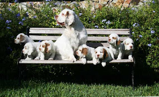 Puppy Pictures and Review