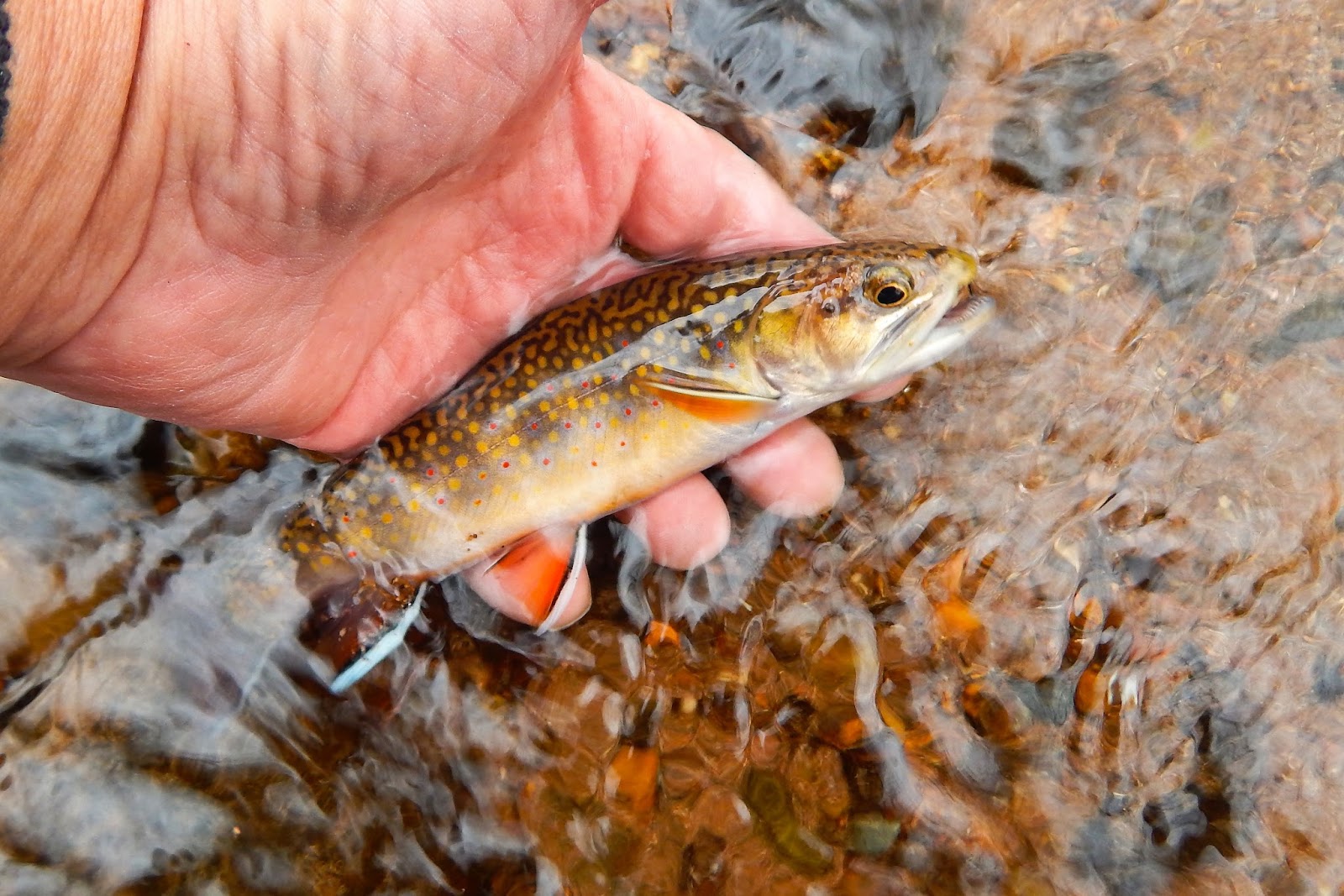 Small Stream Reflections: Winter Wonderland In Brook Trout Forest