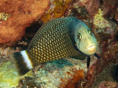 Honu Hawaiian Diving: Rockmover Wrasse