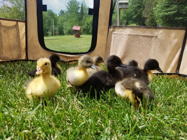 Best Ever Mess-Free No Fuss Duckling Brooder - Fresh Eggs Daily® with ...