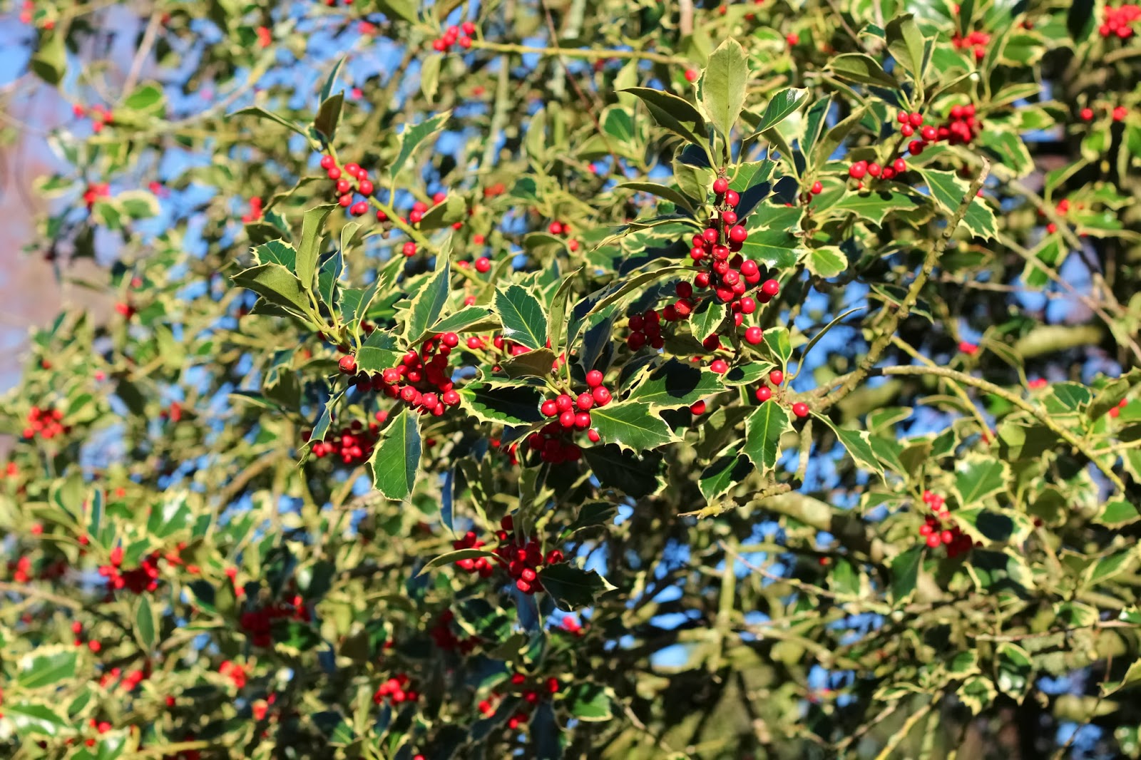 Fleuriste Isabelle Feuvrier: Houx panaché