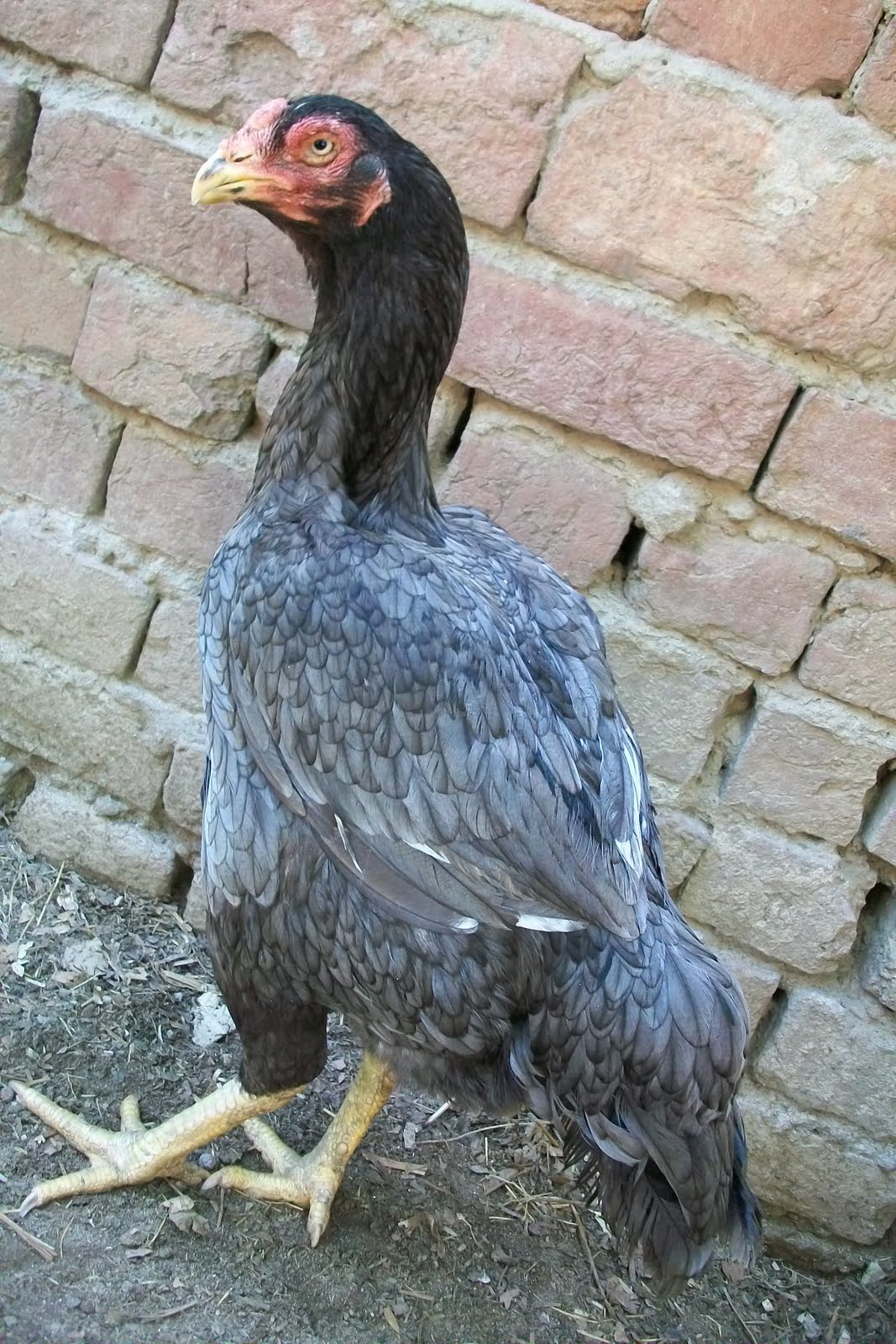 KING GHAZI: PAKISTANI ASEEL