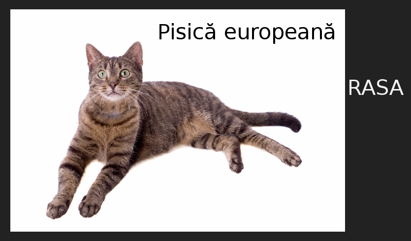 LUMEA PISICEASCĂ: RASE DE PISICI / CAT BREEDS