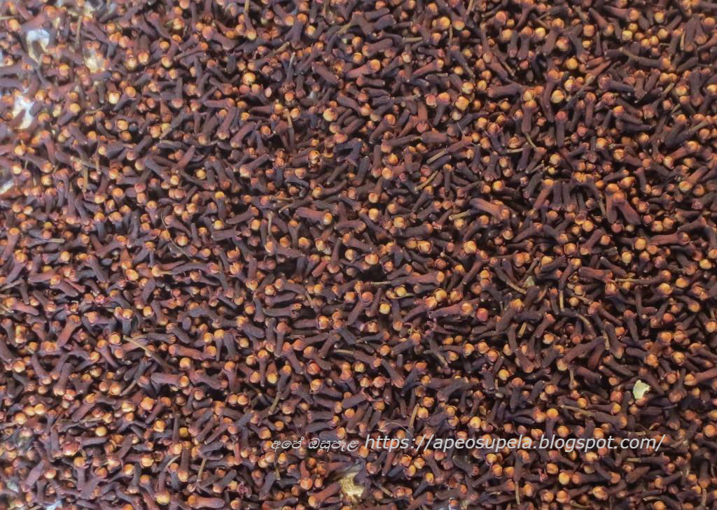 කරාබු [Karabu] (Syzygium aromaticum) ~ අපේ ඔසුපැළ Medicinal Plants of ...