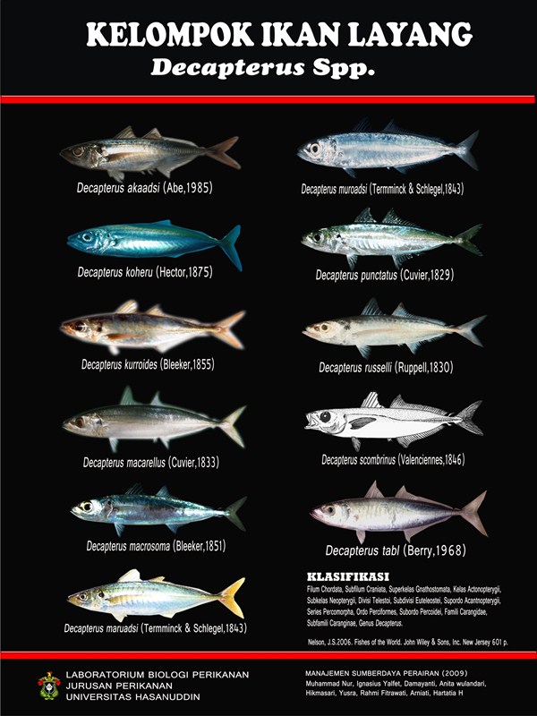 Sumberdaya Perairan Untuk Indonesia Berjaya: ikan layang (Decapterus spp)