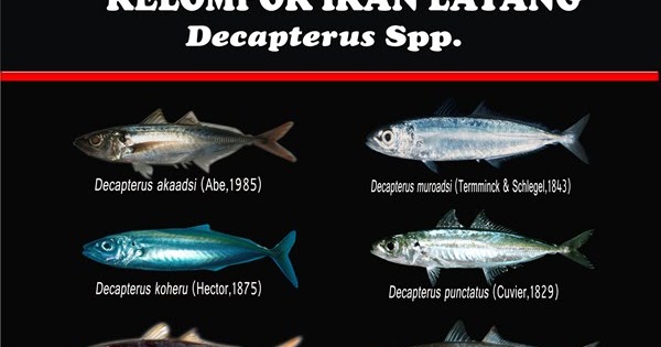 Sumberdaya Perairan Untuk Indonesia Berjaya: ikan layang (Decapterus spp)