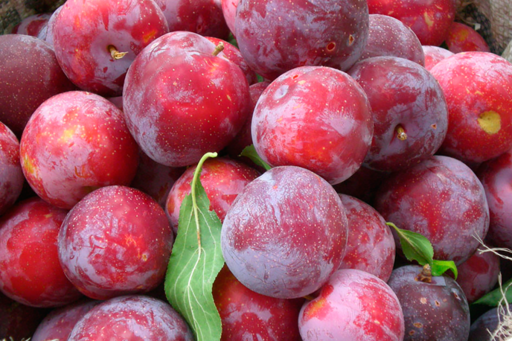 CALDEIRÃO DE PLANTAS MEDICINAIS: Ameixa: Propriedades e benefícios