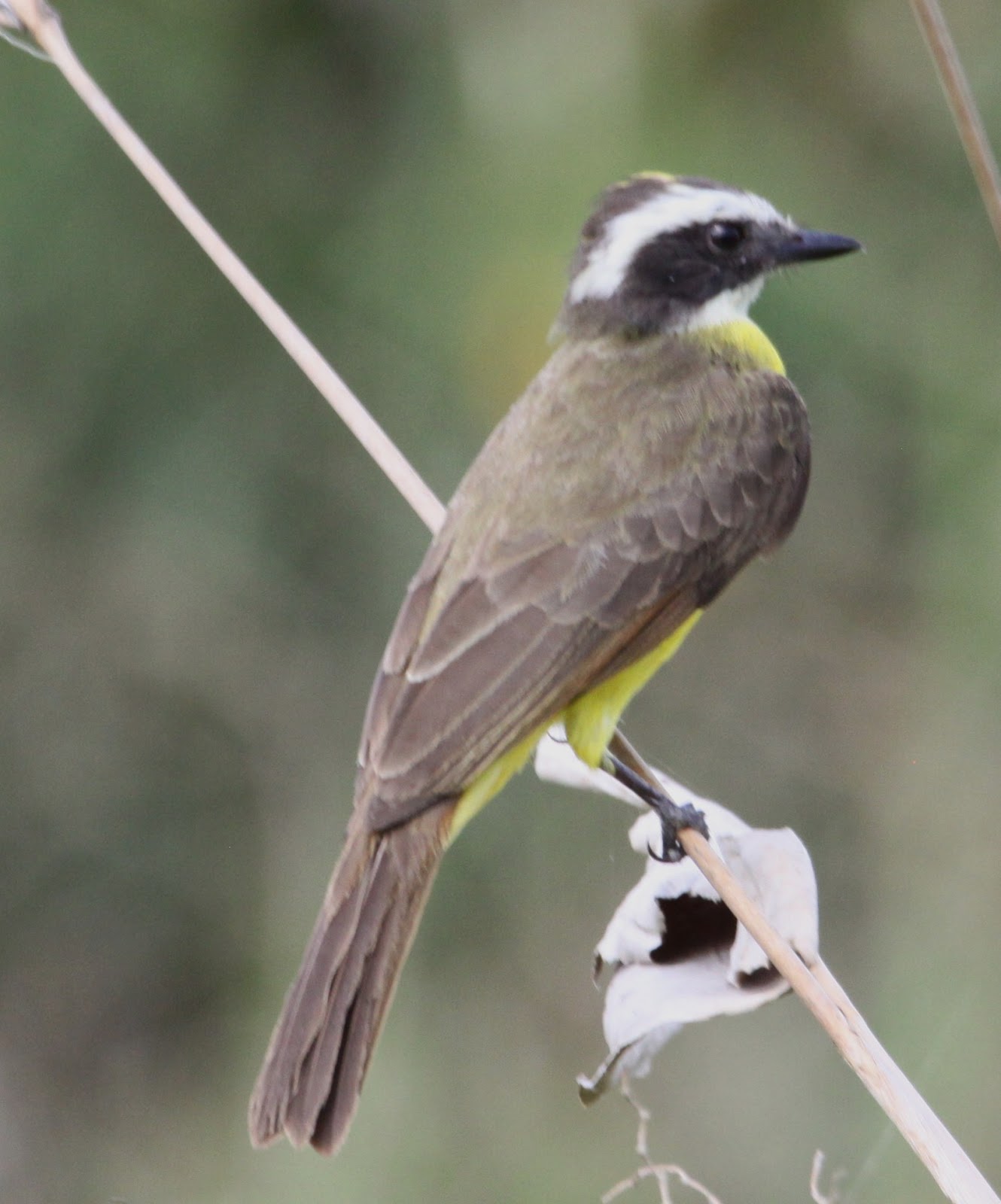 The Bagsy Blog: La Quimba, Darien, Panama
