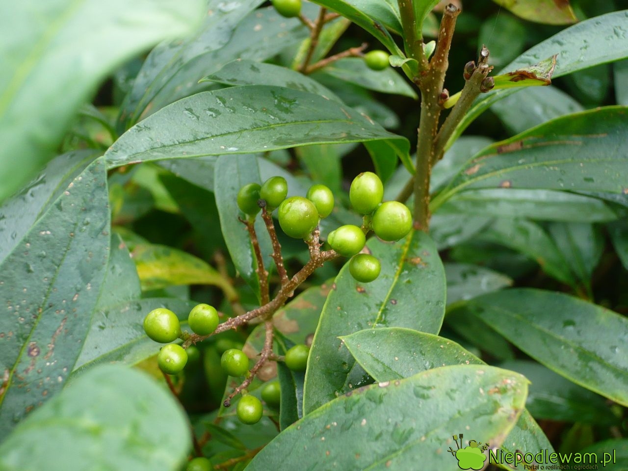 niepodlewam: Ligustr pospolity – dlaczego truje