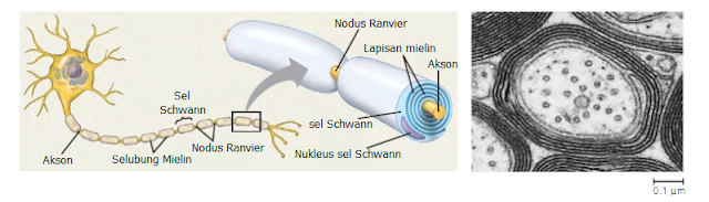 Sistem saraf manusia: Sel Saraf Manusia