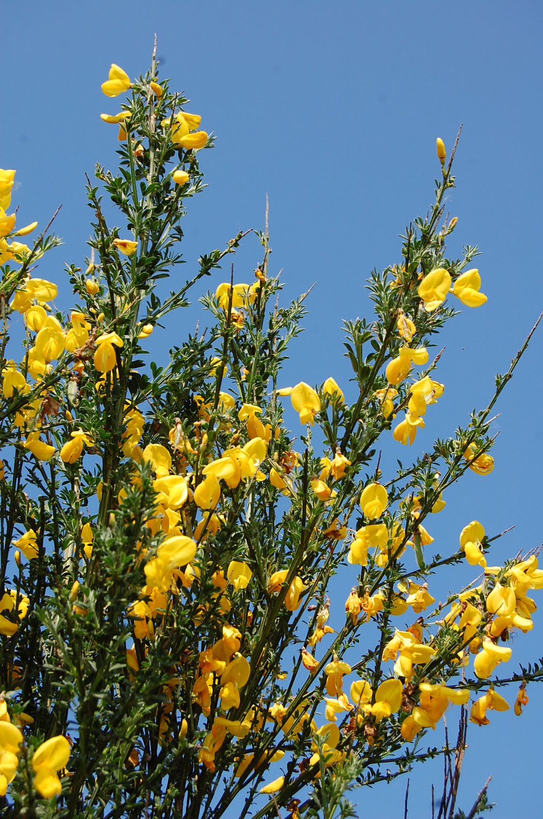 LANKA: Genêt à balais - Cytisus scoparius