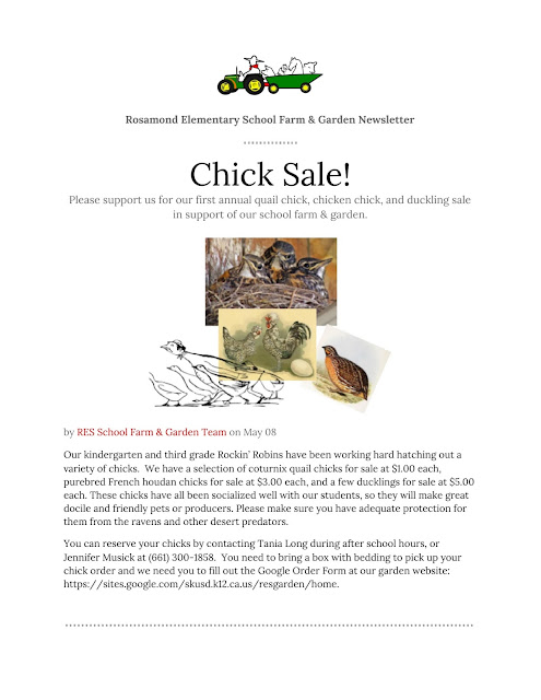 Colors and Kindergarten: Chick Sale