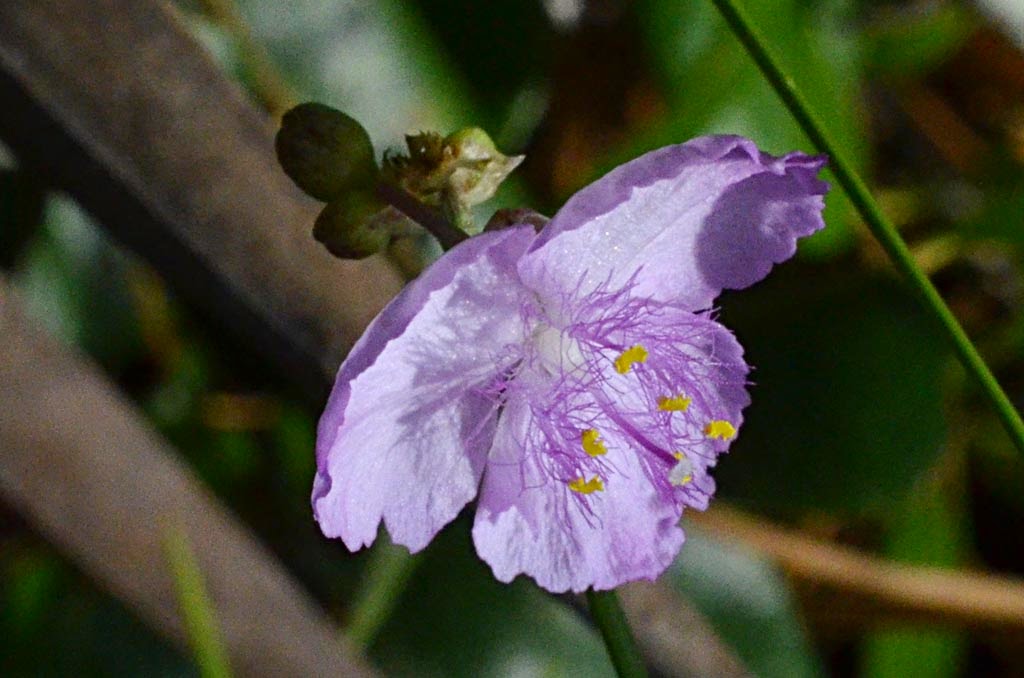 Space Coast Wildflowers: May 2015