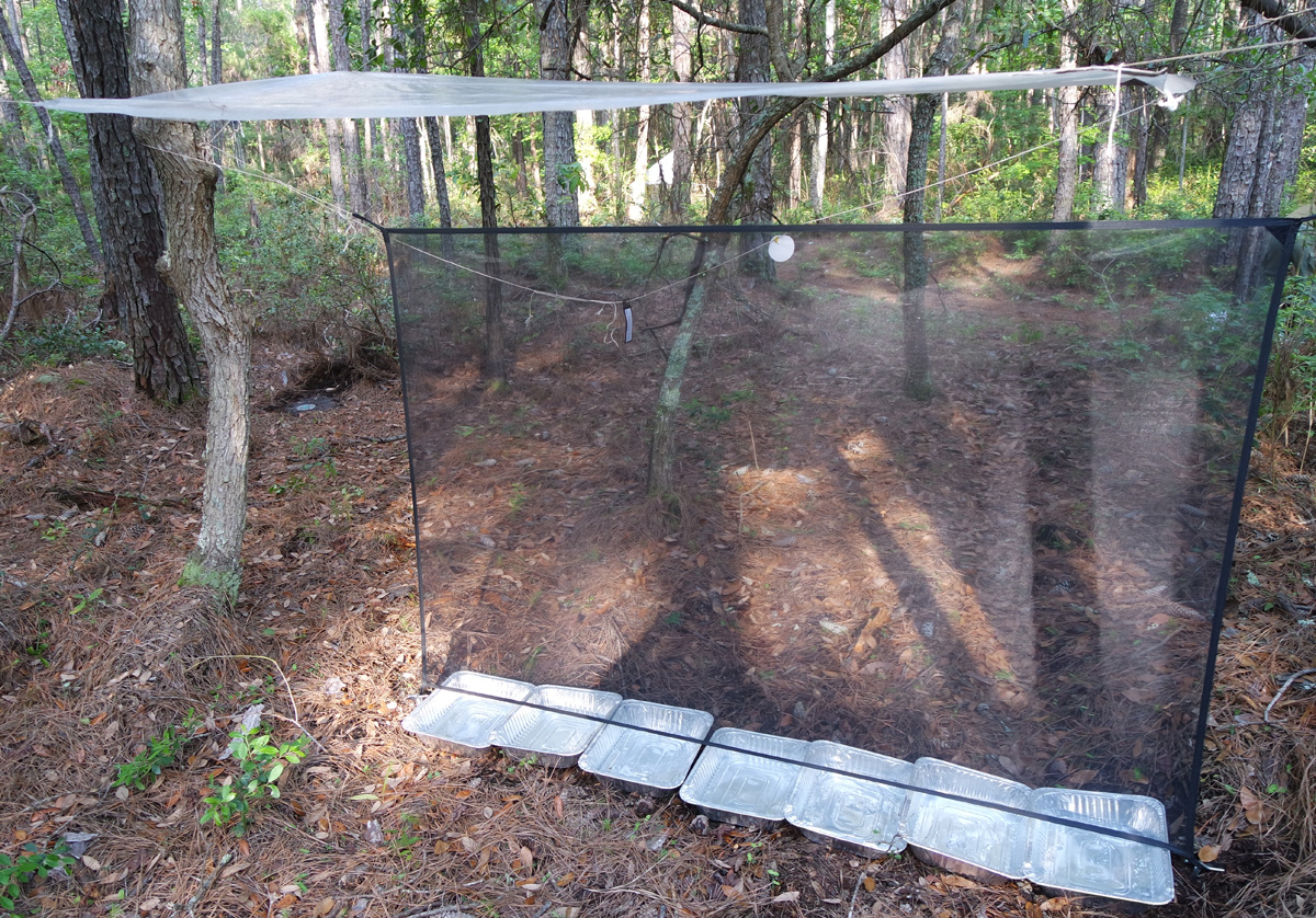 Southeastern Beetles: 2015