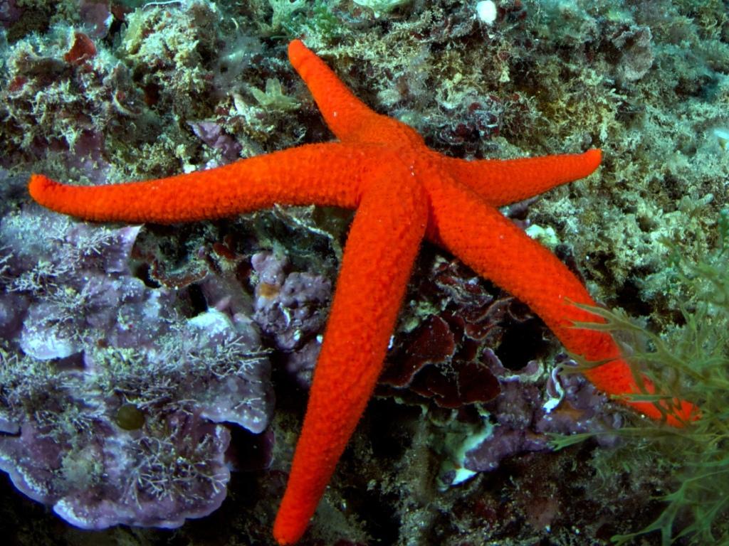 Taxonomía invertebrados no artrópodos: Phylum Echinodermata