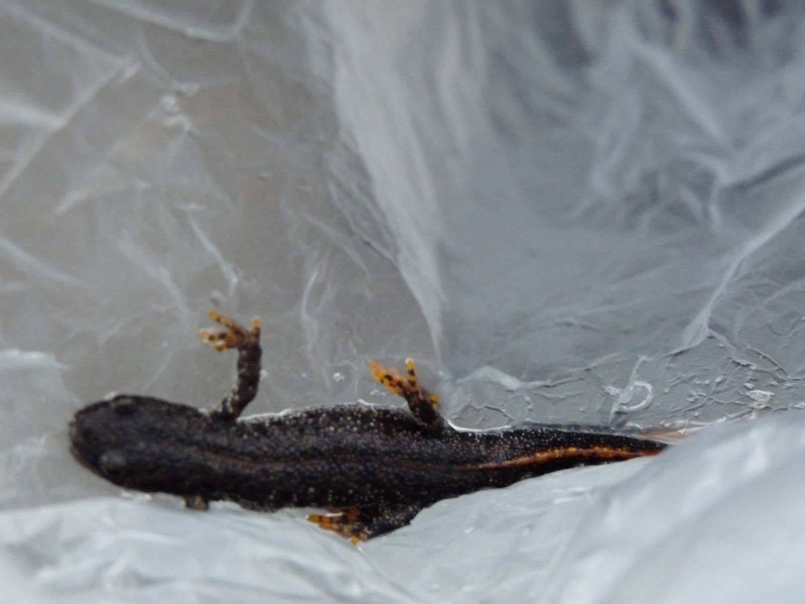 ECORATORIO - An Ecological Oratorio: September 2012