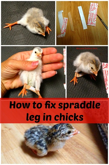 Spraddle leg, the band aid fix - Murano Chicken Farm