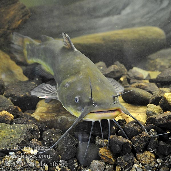 Info animales: BAGRES Y PARIENTES