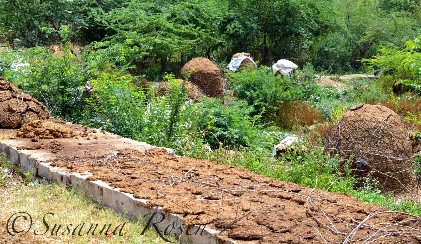 The House of Susanna / my life in India : Cow dung....renewable energy