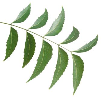 Get Much Information: Neem Tree, Leaves & Fruits