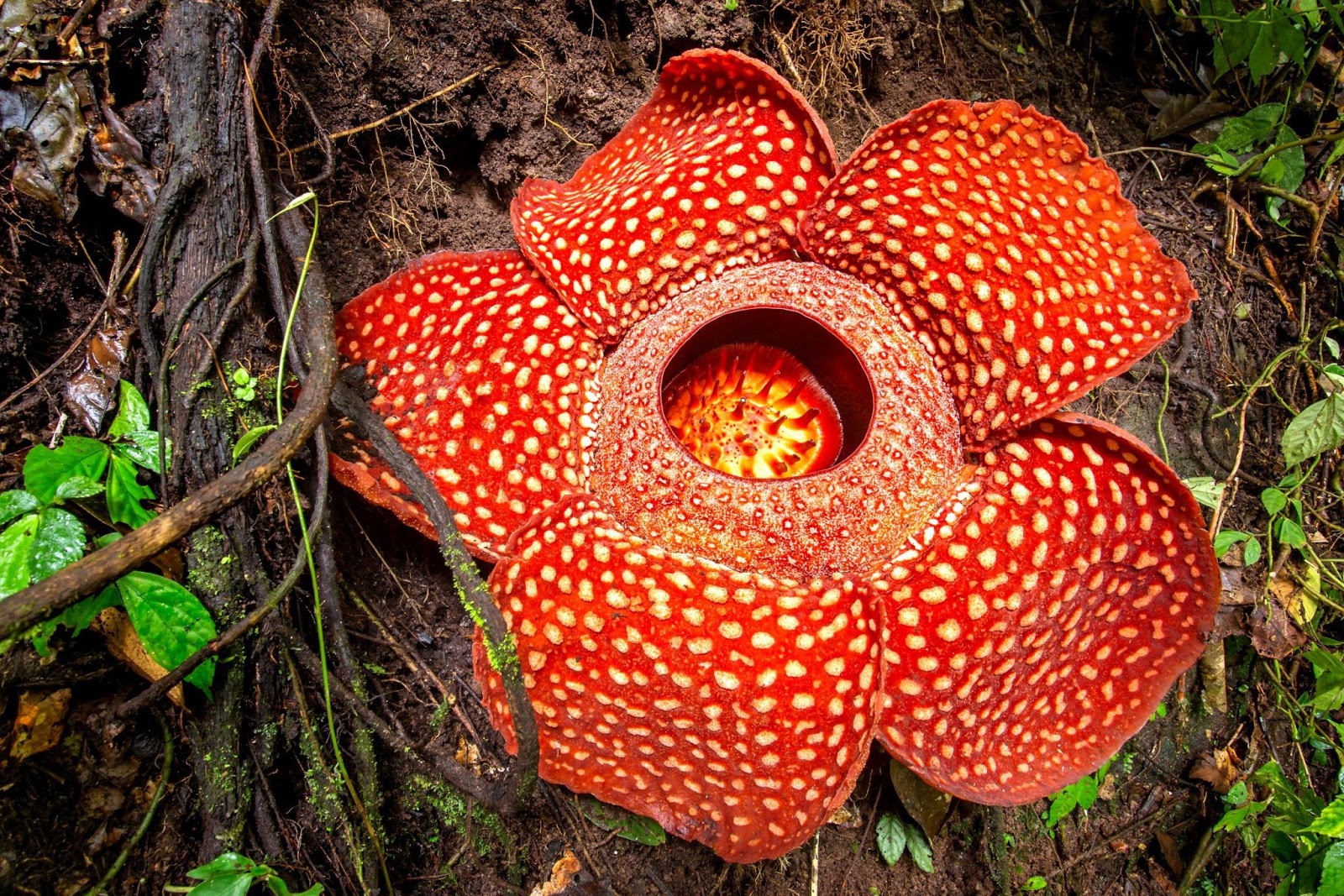 RAFFLESIA ARNOLDII FLOWER photos - wallpapers | the fun bank