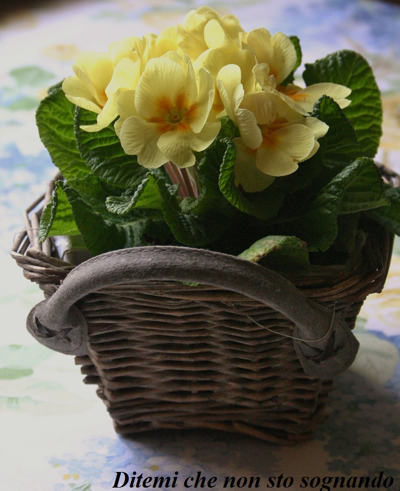 ditemi che non sto sognando: Primule e rose