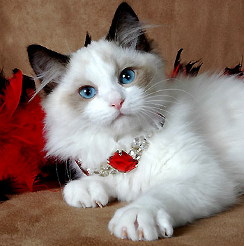 Kucing Ragdoll