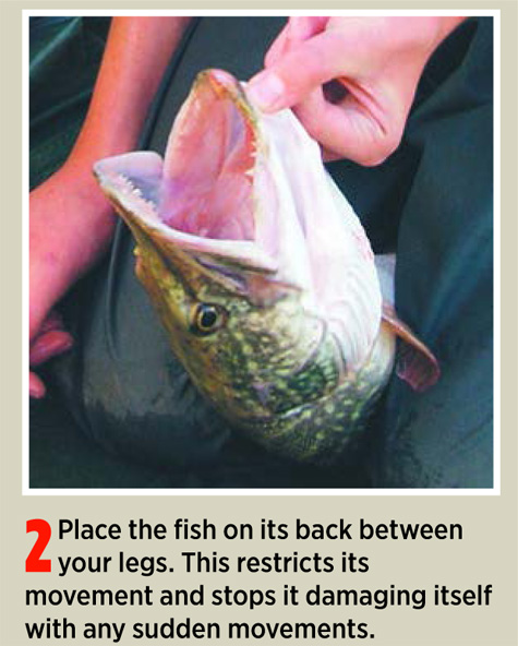 How Safely Unhook A Pike