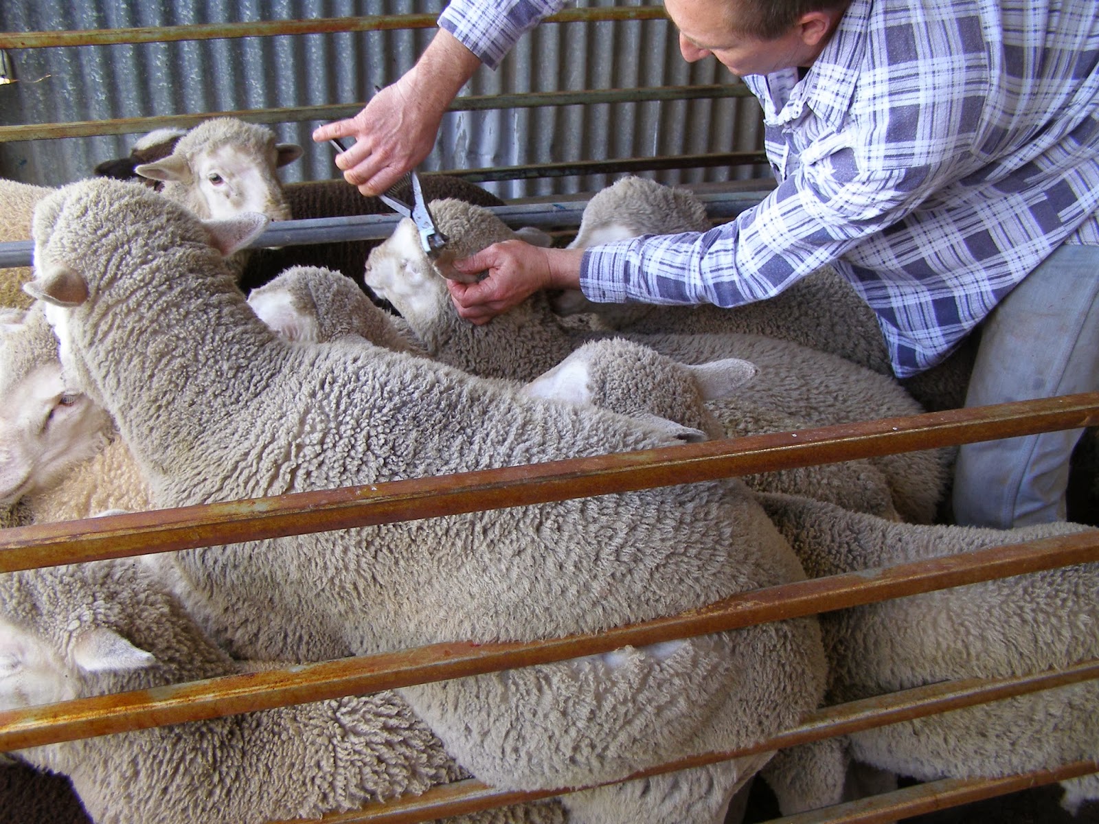 Pretending to Farm: Mustering Sheep