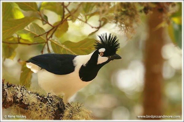 Aves de Sinaloa: Chara pinta Sinaloense