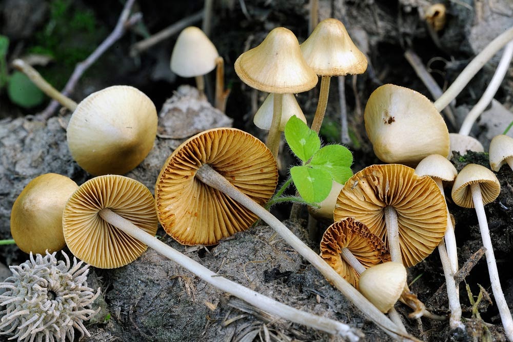 Funghi Teramani: Conocybe rickenii (J. Schaeff.) Kühner