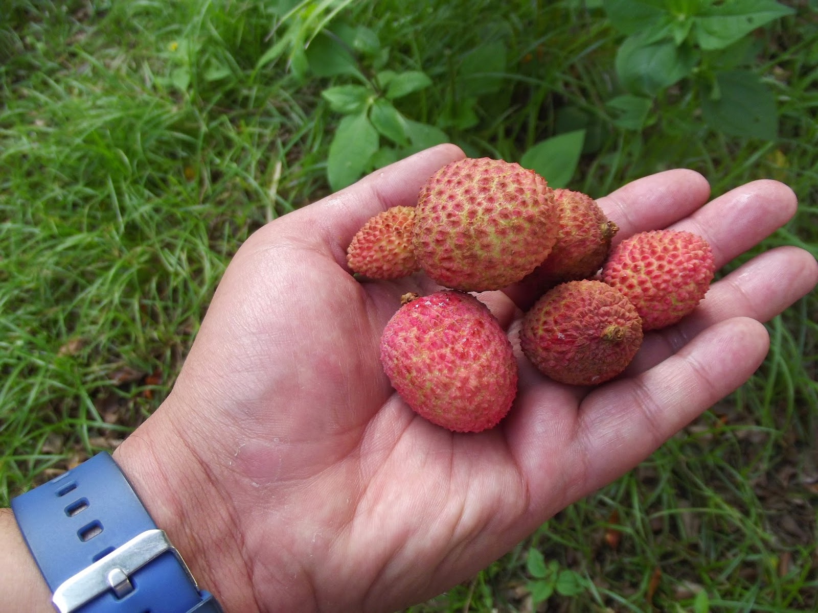 ¿Ya probaste los Litches?