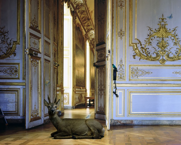 loveisspeed.......: Château Animals by Karen Knorr